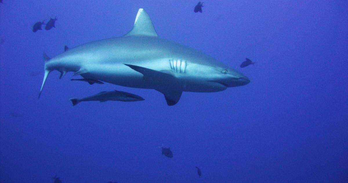 Shark Week: Scientists explain what’s right and what’s wrong (very ...