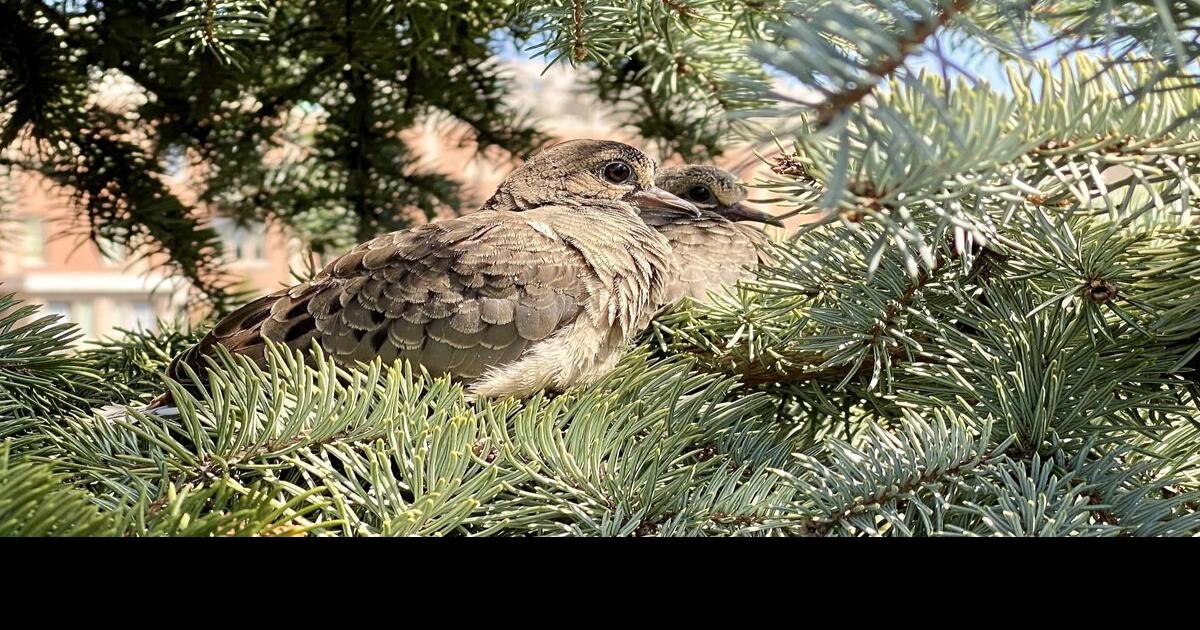 Two mourning dove squabs remind me of the thrill of wildlife thriving ...