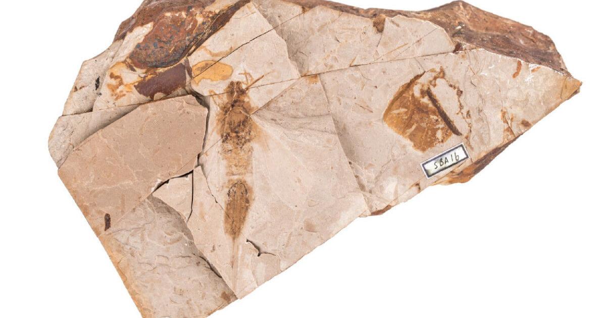 Ancient giant wasp species discovered by British Columbia researcher