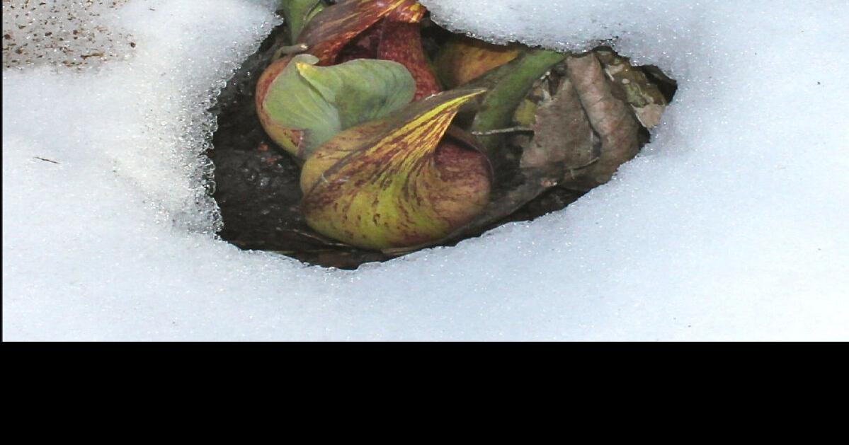 Skunk cabbage can almost magically melt surrounding snow and ice