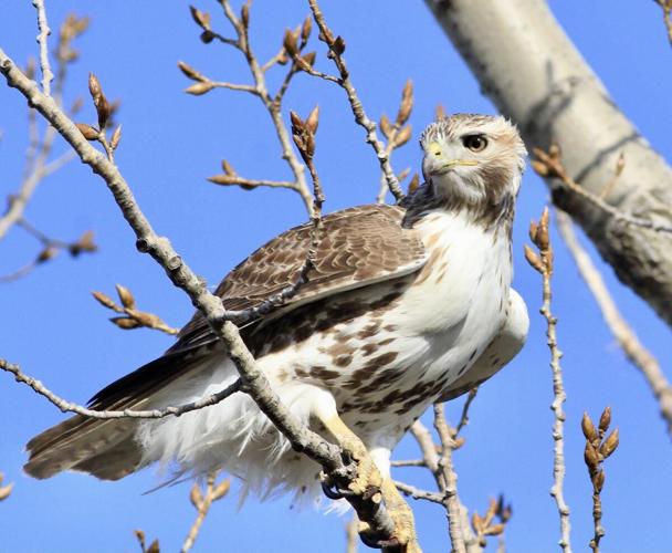 This feisty and colourful bird of prey has a superpower