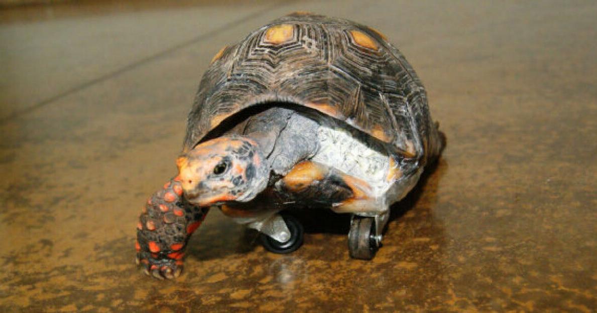 Tortoise’s leg amputated, replaced by wheels