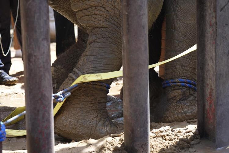 Foreign veterinarians save sick elephant at Pakistani zoo