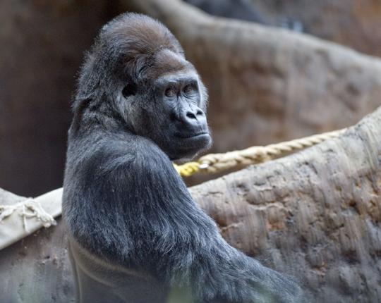 Charles, the Toronto Zoo’s beloved gorilla, dies at 52