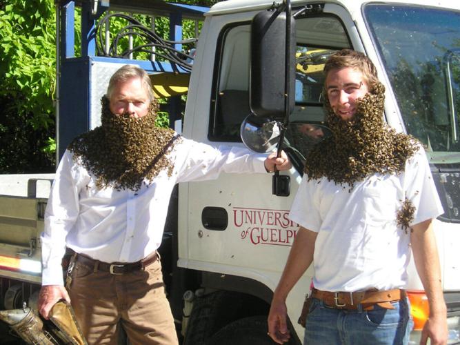 Innovation: Bringing back the bees