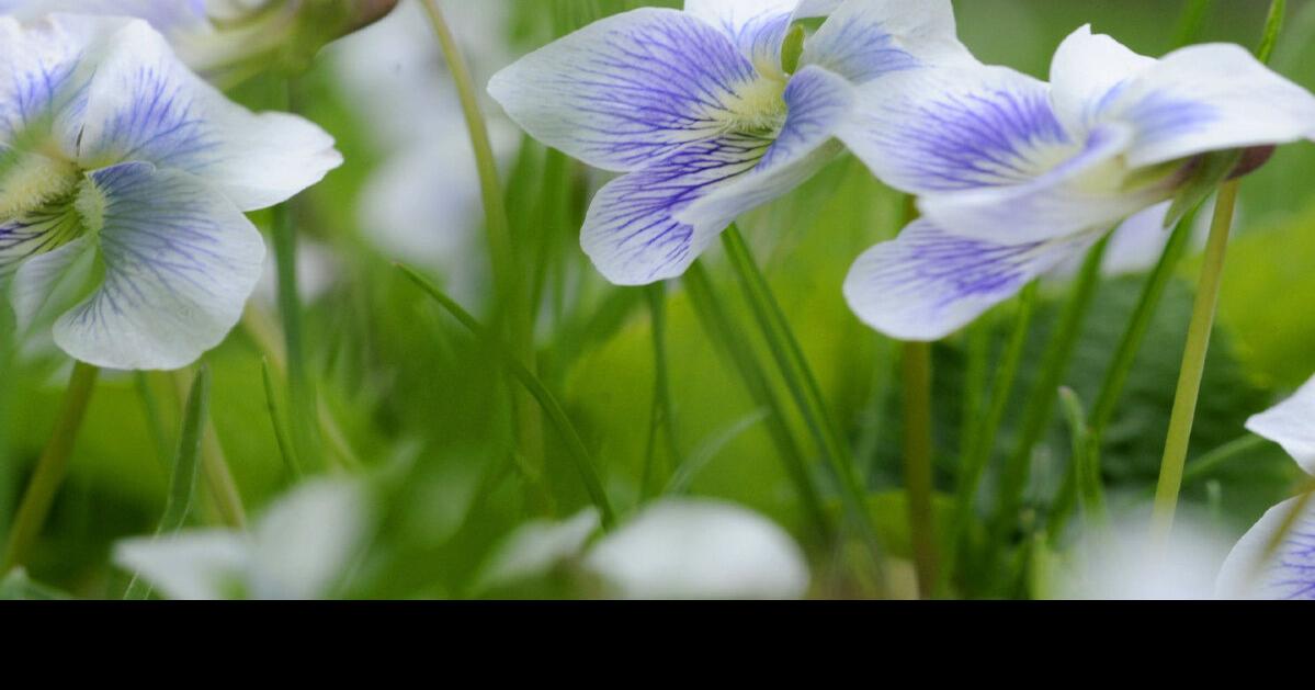 Spring's arrival inspires the mind and the soul