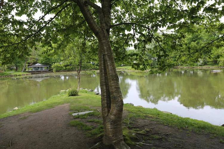 Text a tree in Halifax this summer, and the tree will write back