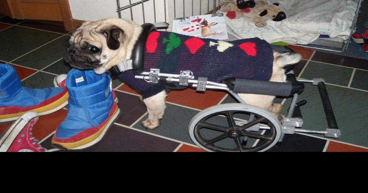 Stolen wheelchair sidelines disabled pug