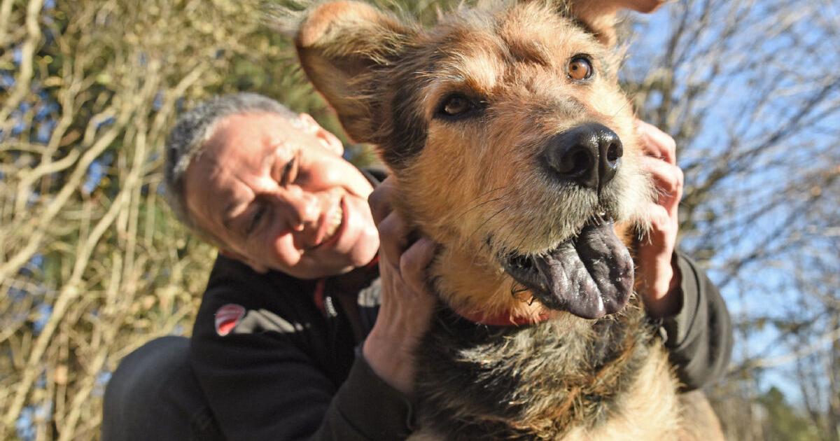 Deafened after Hurricane Harvey, Scruffy learns sign language