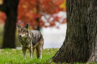 coyote attacks toronto