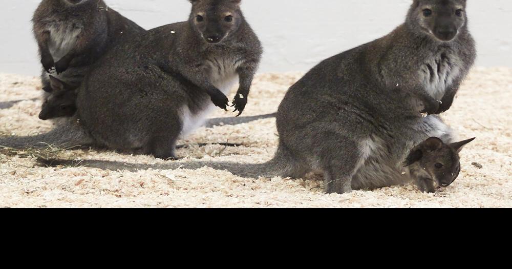 Wallaby on the run after escaping farm