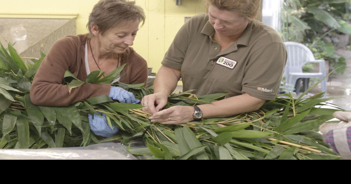 Hamilton bamboo popular with Toronto Zoo’s picky pandas