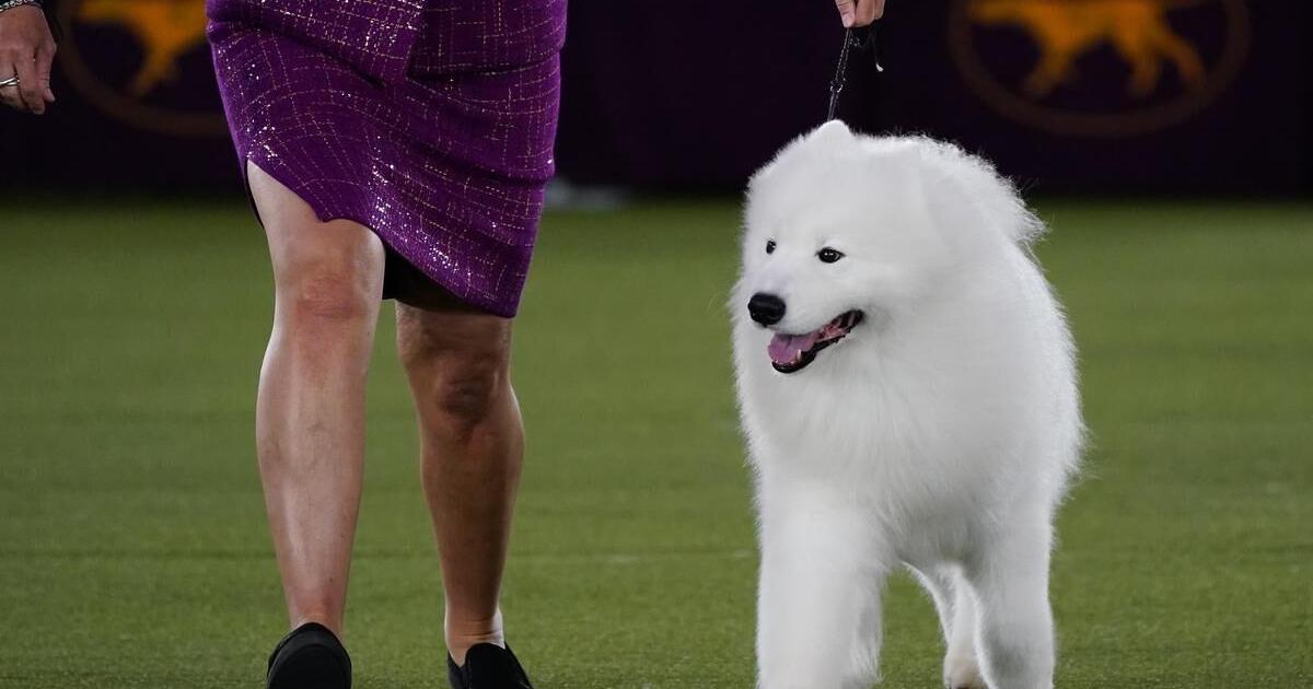 Toronto dog wins again at Westminster Kennel Club Dog Show