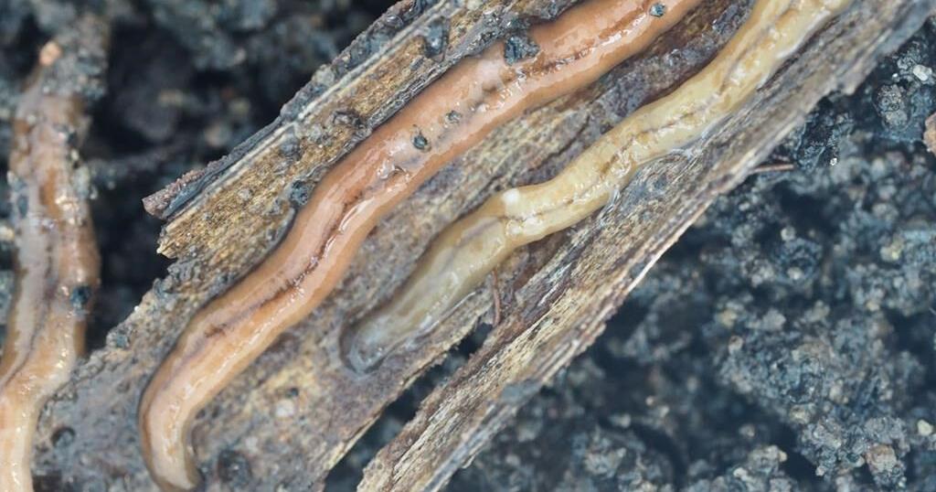 Worms that secrete a dangerous paralyzing toxin spreading in Montreal