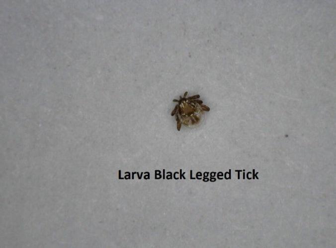 Cases of Lyme disease surge in Ontario