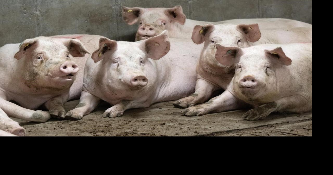 Quebec pork farmers reeling as a 'perfect storm' creates economic crisis