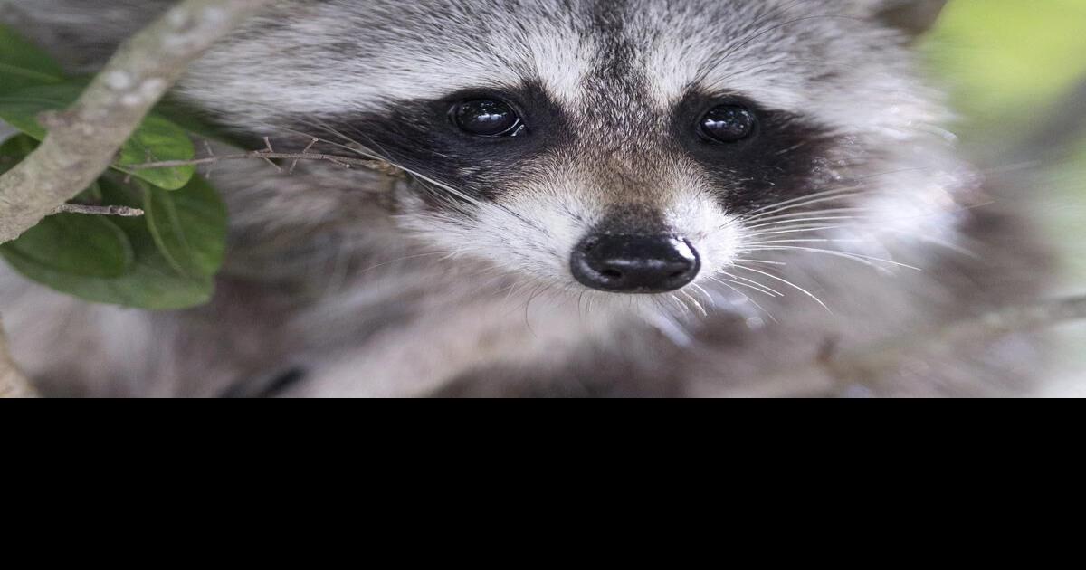 Florida teacher accused of drowning raccoons during class placed on leave