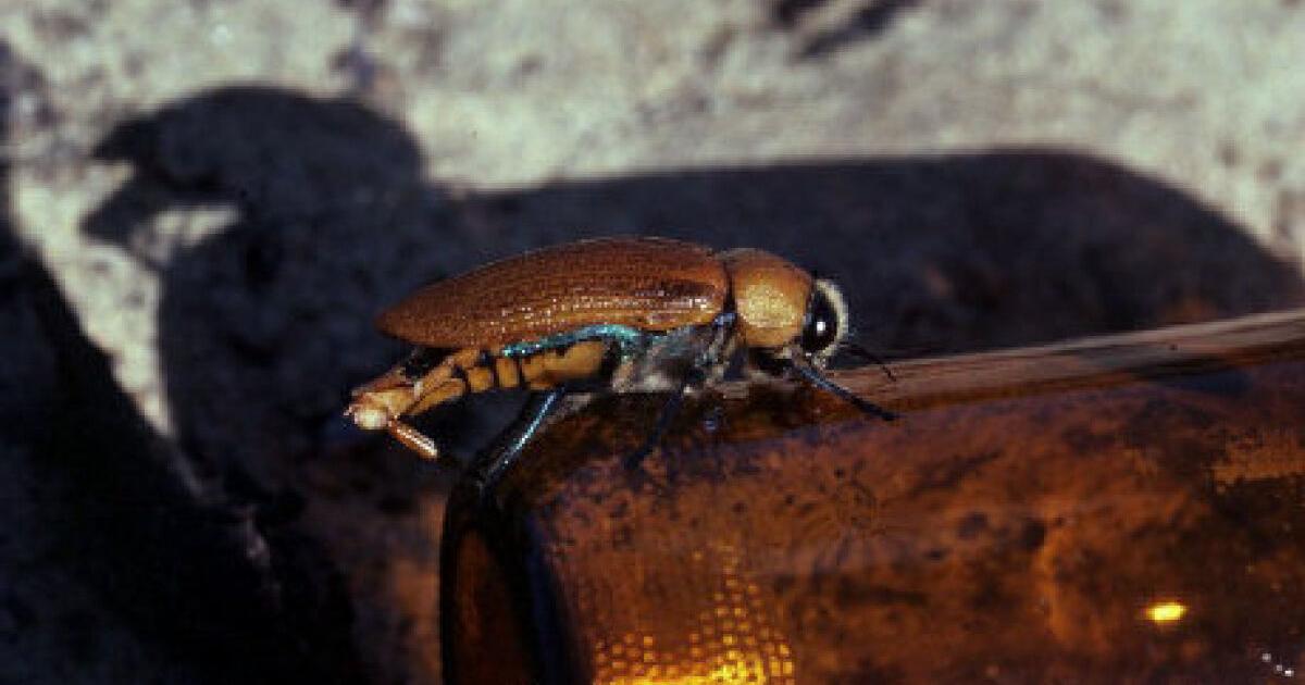 Beetles’ lust for beer bottles garners U of T prof ‘Ig Nobel’ prize