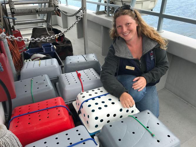 Volunteer puffin patrol in Newfoundland rescues wayward babies and ...