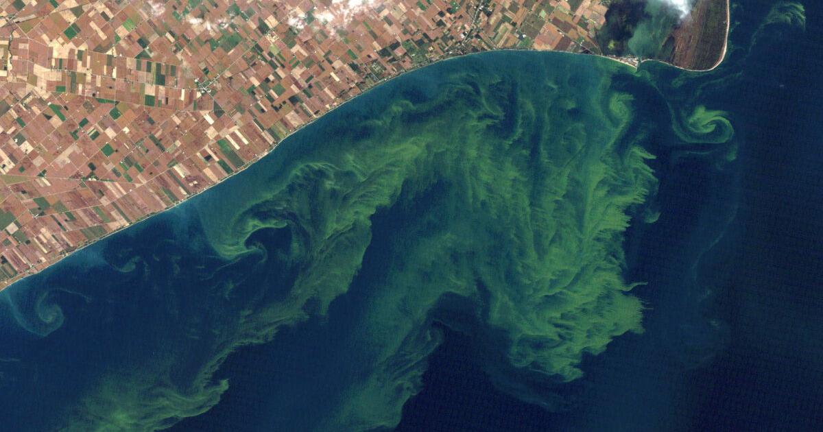 U.S. and Canada need to stop phosphorous runoff causing algae blooms in ...