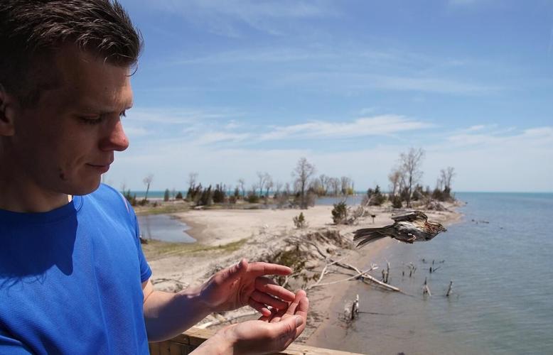 More than 1.2M birds banded at Long Point over six decades