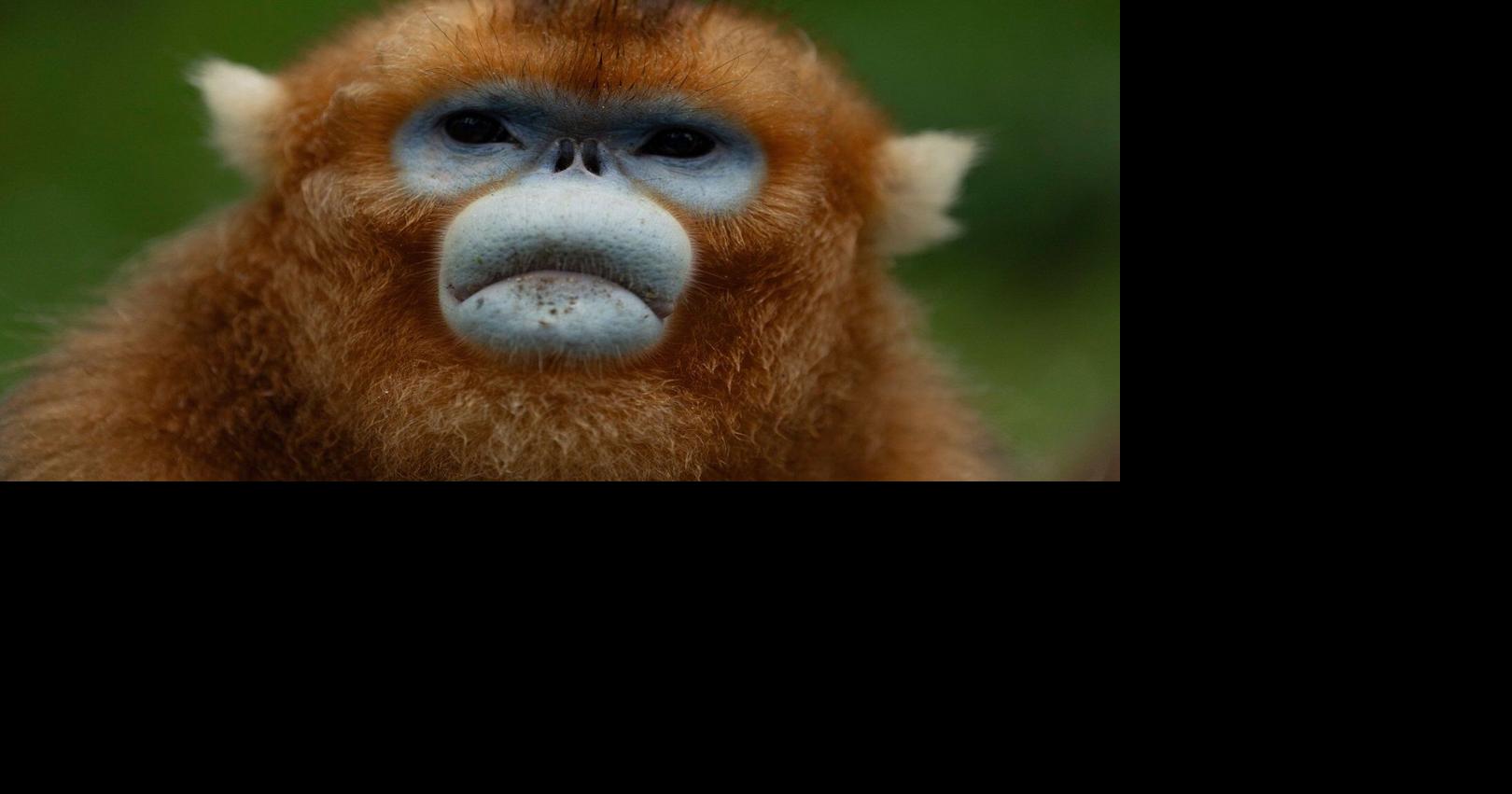 China's rare golden monkeys debut at European zoos, a possible successor to 'panda diplomacy'