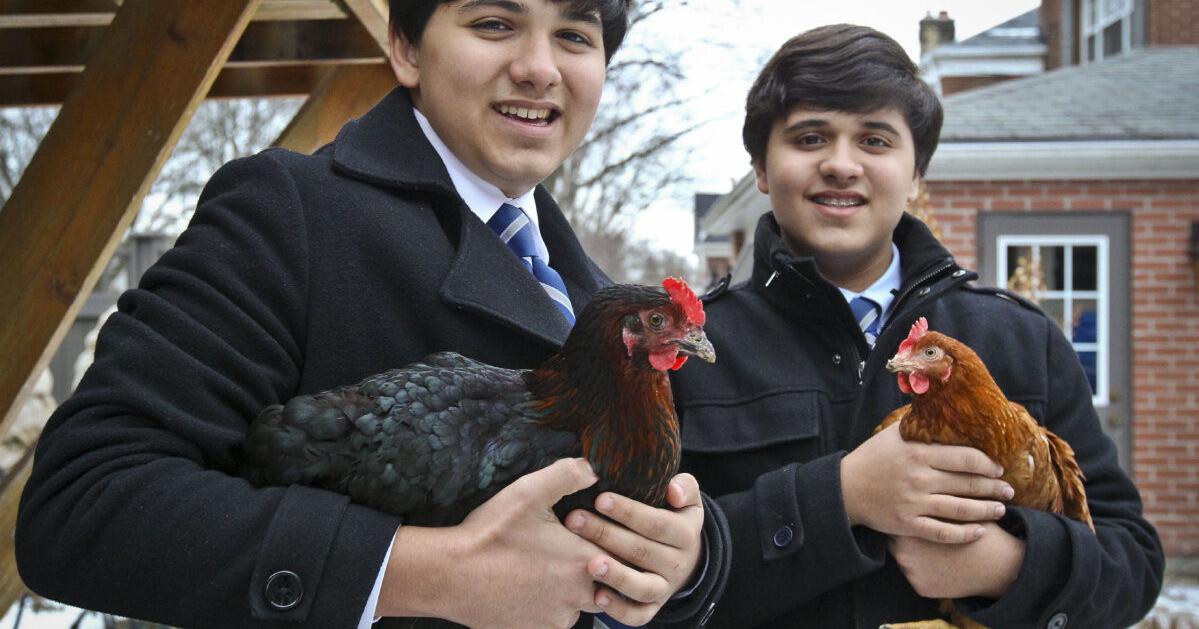 Toronto committee votes to uphold backyard chicken ban