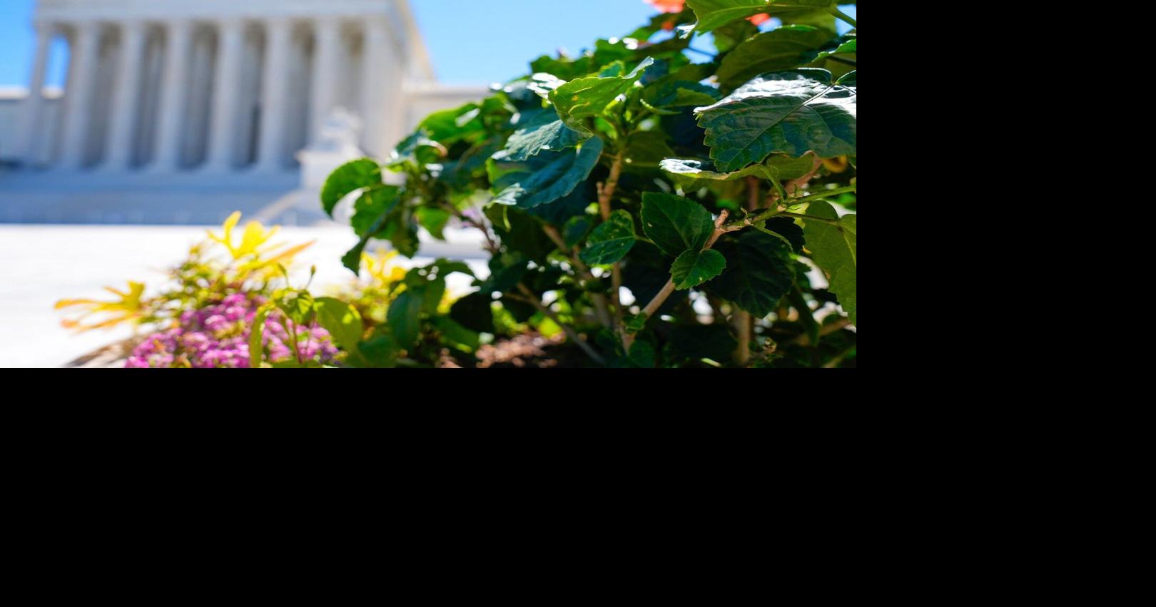 Supreme Court rules states can count late-arriving mailed ballots ...