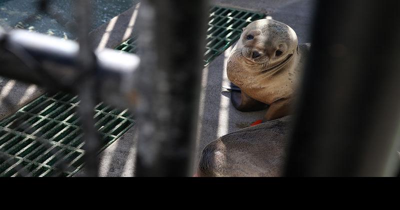 Sick sea lion
