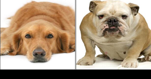 5 most and least intelligent dogs