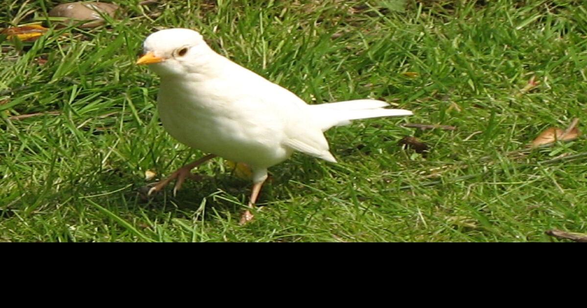 Rare all-white blackbird in England is leucistic, not albino