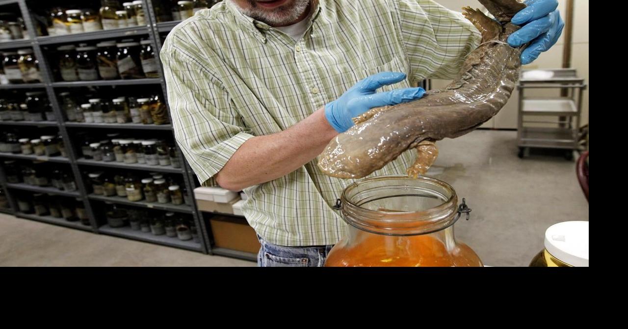 Eastern hellbender voted Pennsylvania’s official amphibian