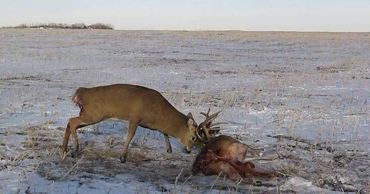 Saskatchewan conservation officer shoots antlers to break apart two ...