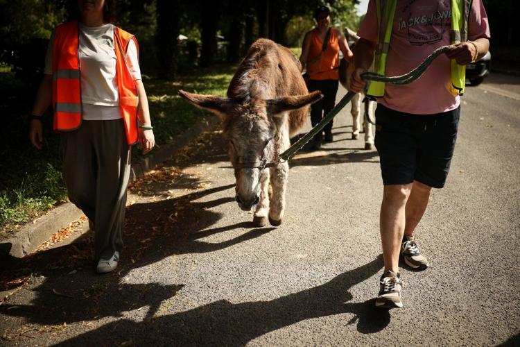 Patients find help with therapy donkeys at psychiatric hospital near Paris