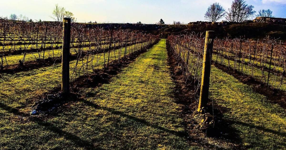 Winery in Tweed, Ontario wins two gold, one silver medal in French wine ...