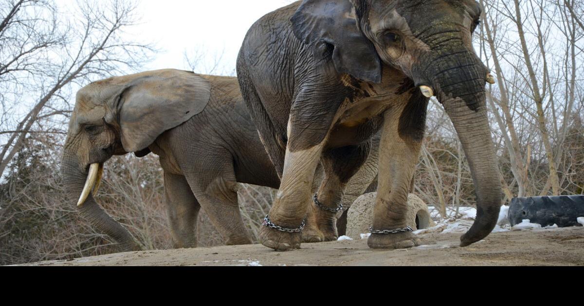 Elephant tug of war: The story of the Toronto Zoo transfer