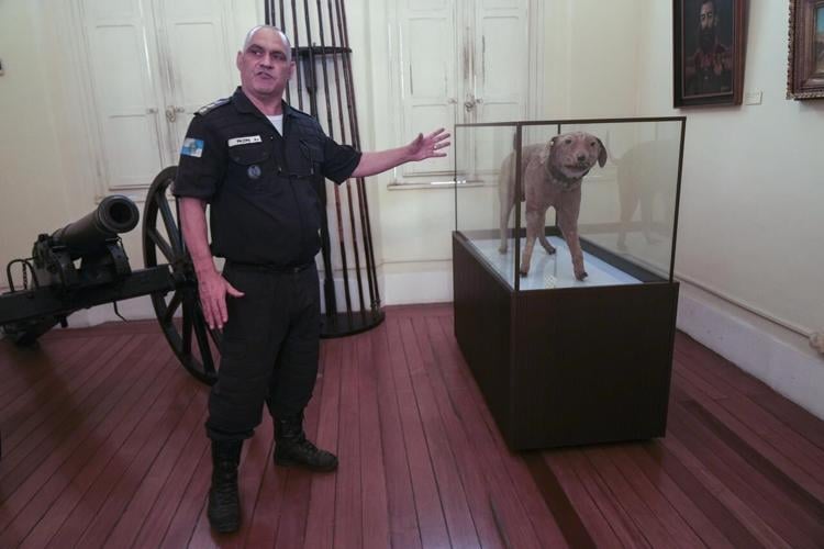 These Brazilian caramel-colored stray dogs were long overlooked. Now ...