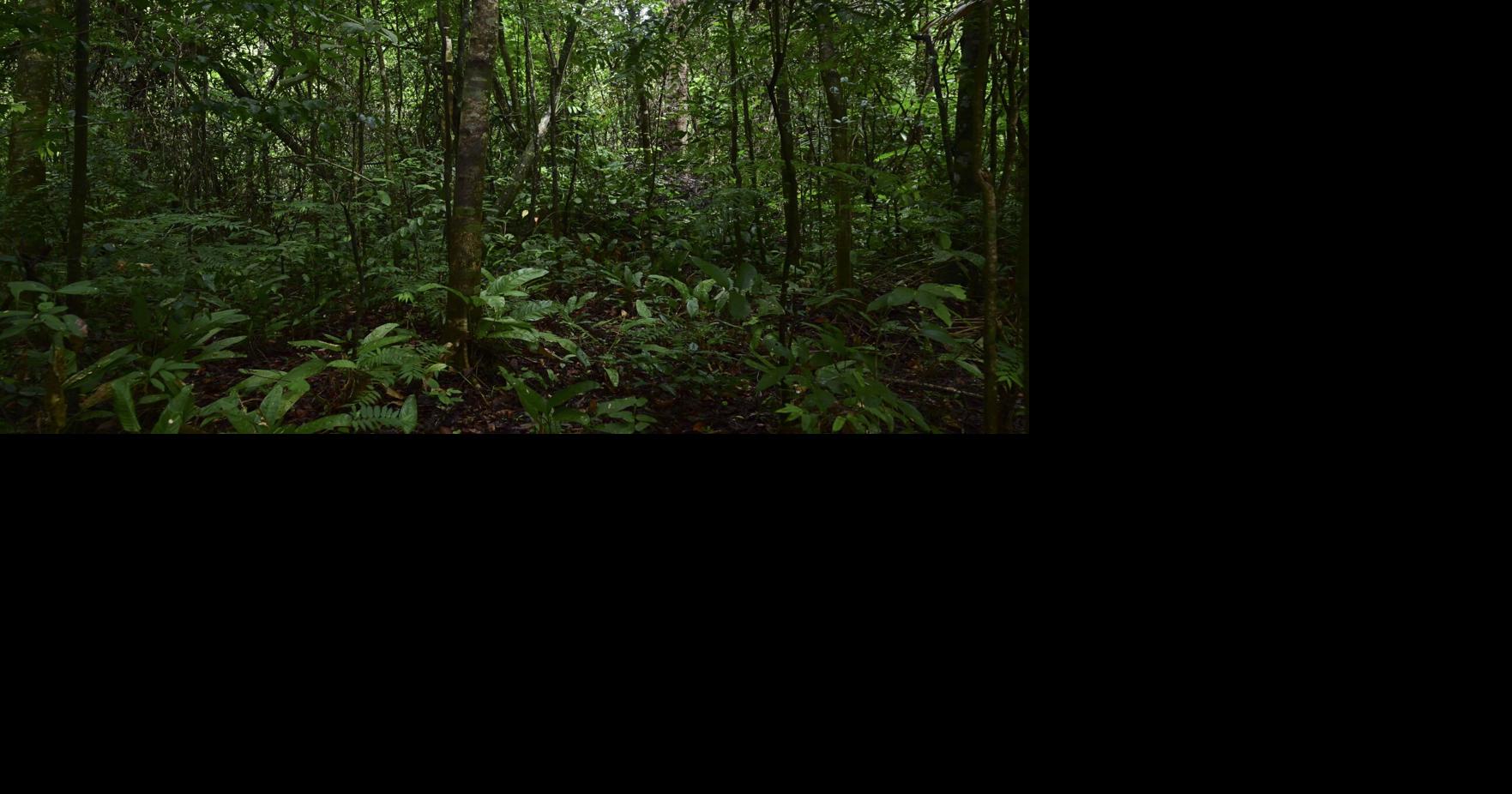 Man from uncontacted Indigenous tribe emerges in Amazon, and villagers ...