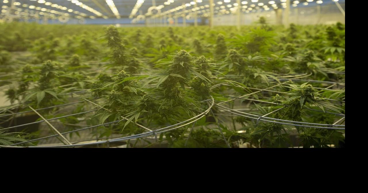 Hexo cutting 200 jobs as it looks to profitability, ‘long-term viability’