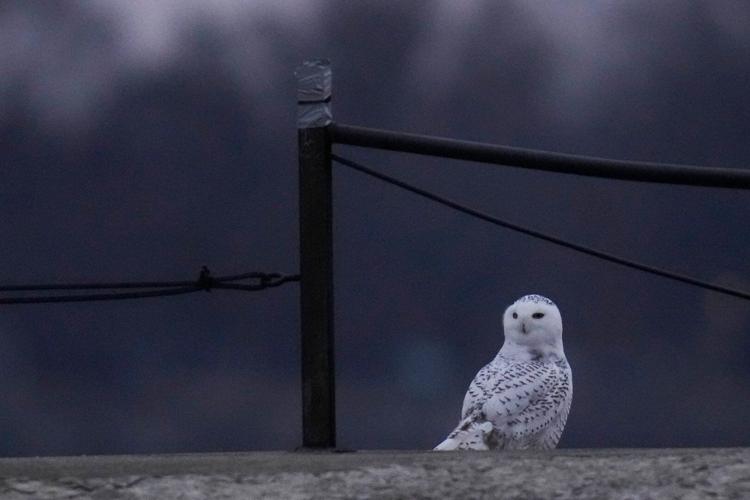 A pair of snowy owls spotted along Lake Michigan beach draws crowds in ...