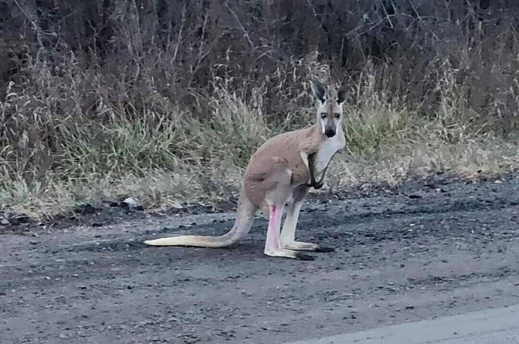 Search continues for loose kangaroo spotted in Oshawa area