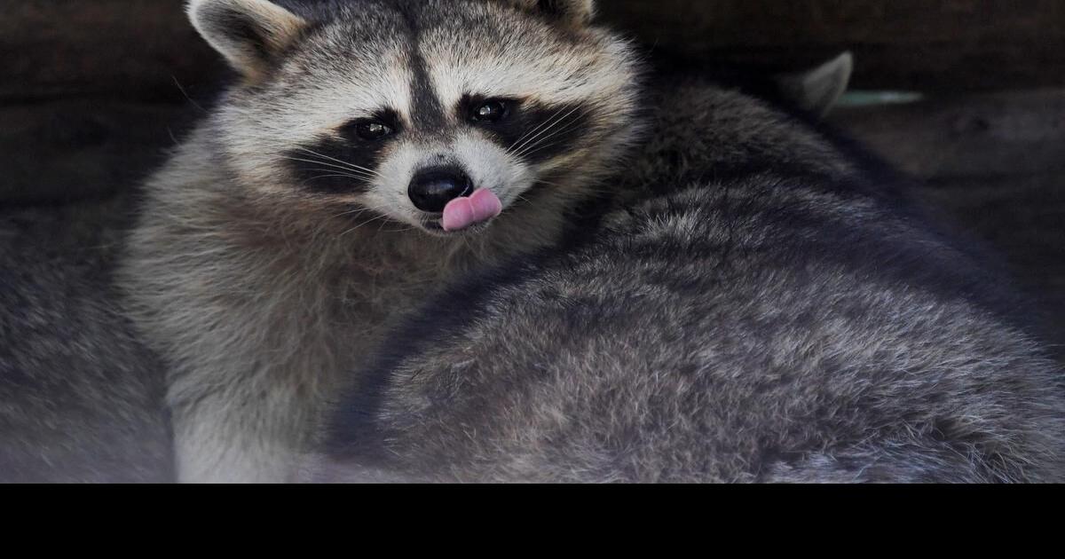 Young B.C. raccoon found hanging from fence with mangled leg caught in trap