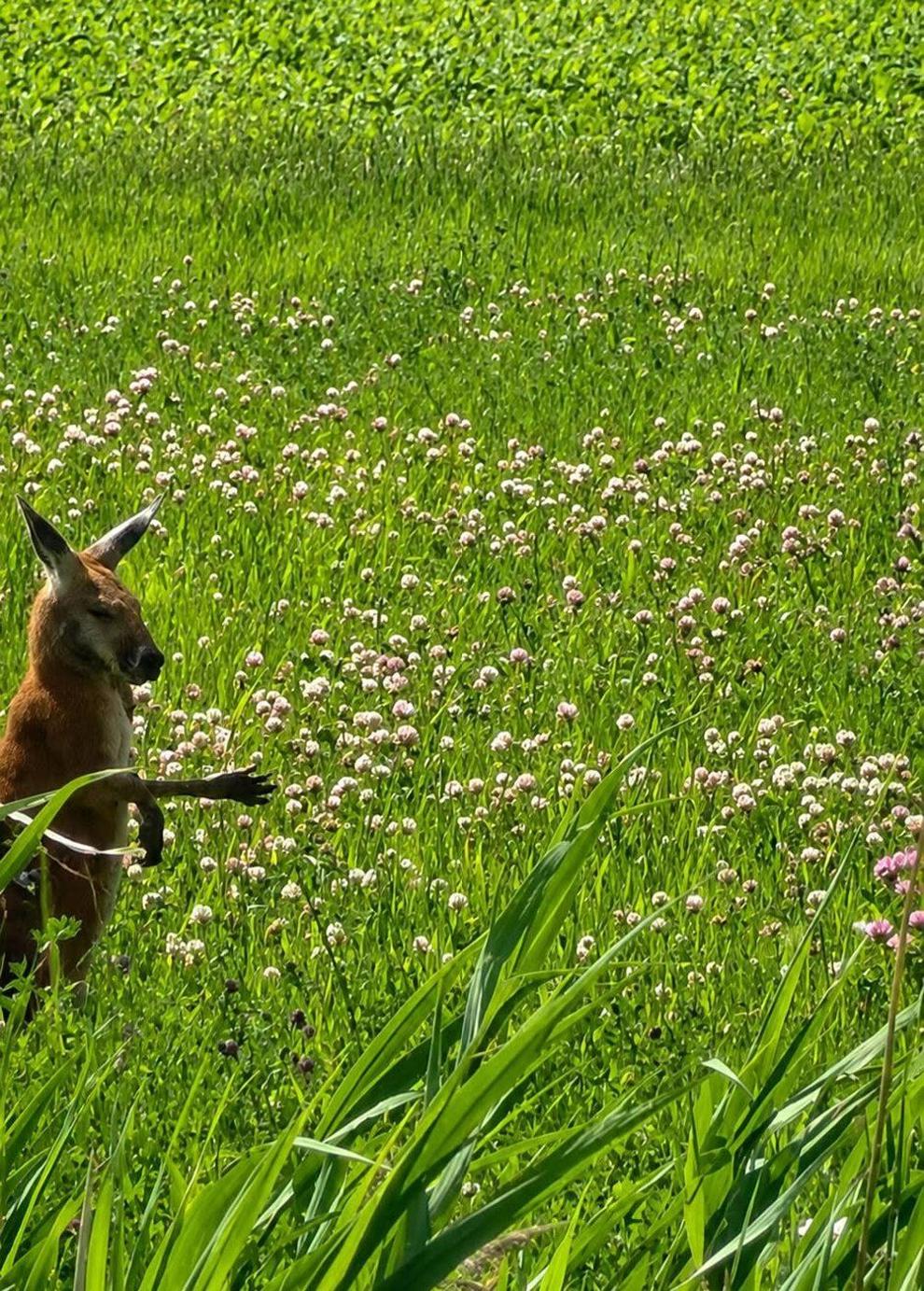 Quebec zoo says red kangaroo doing well after capture on Montreal's ...