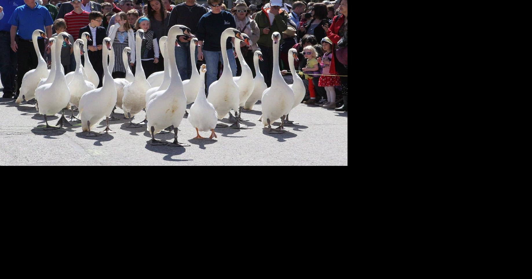 'No sign of them': Ruffled feathers in Stratford, Ont., as five iconic ...