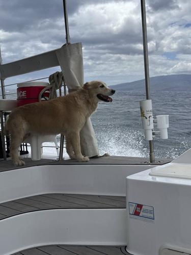 Dog of captain who lost boats in Lahaina wildfire barks with delight ...