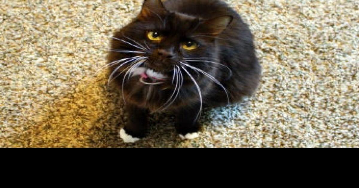 Shelter tries to gas cat — twice — but it won’t die