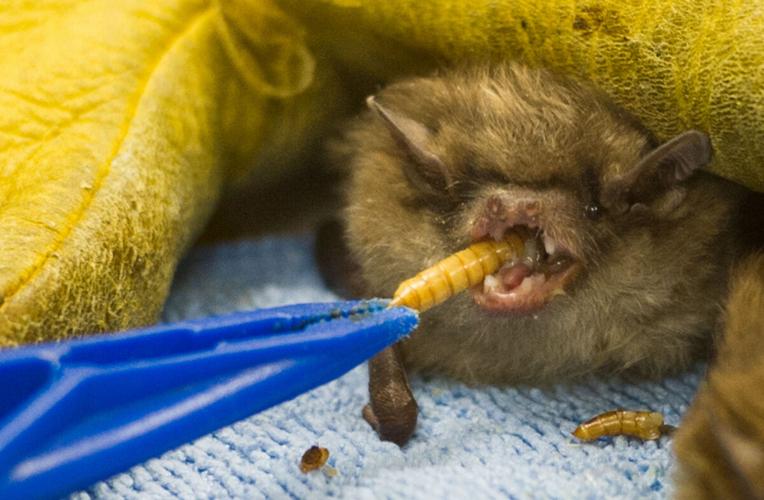 Bats fall to extreme weather amid widespread decline