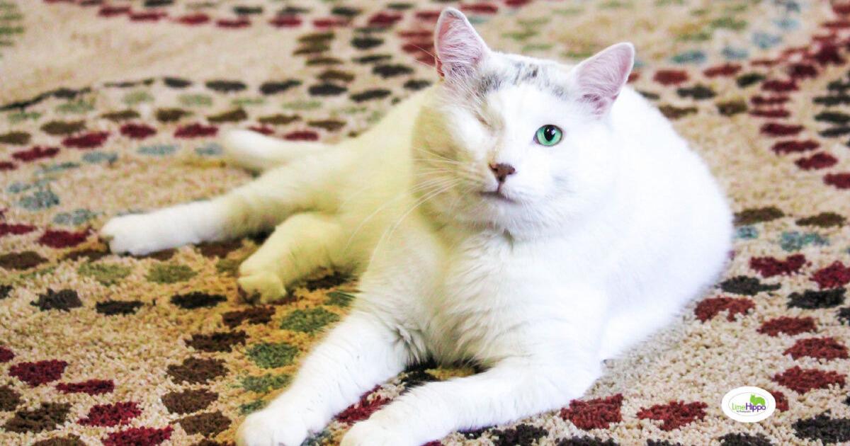Joe the Cat has clawed his way back after pellet gun attack