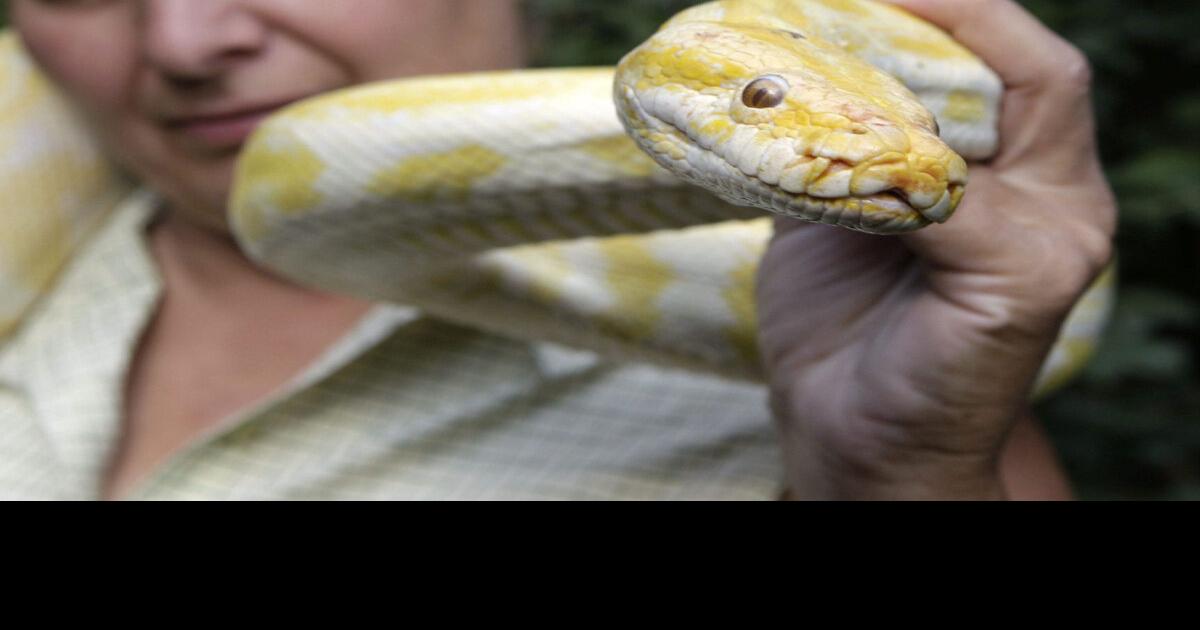 Burmese pythons take over Florida’s Everglades