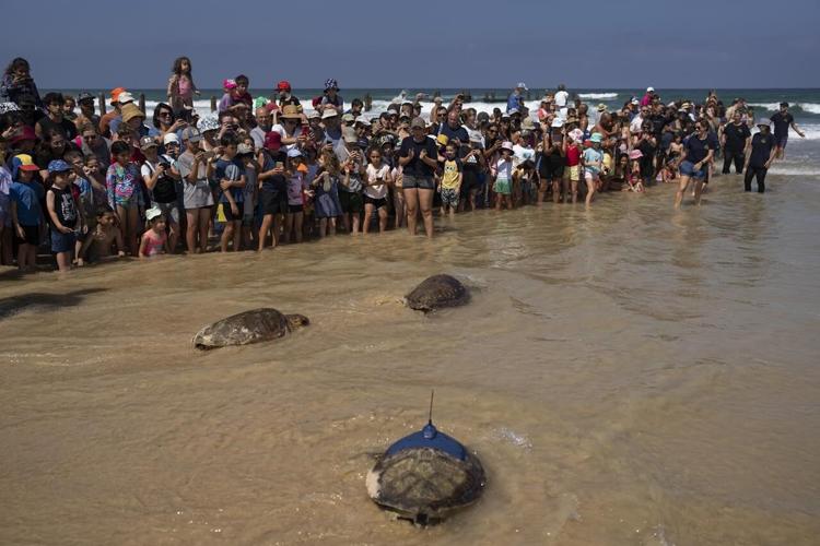 Rescued sea turtles in Israel released back to the wild